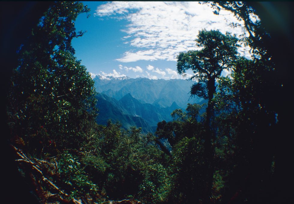 Valuable Lessons from the Forest of Machu Picchu | Machu Picchu